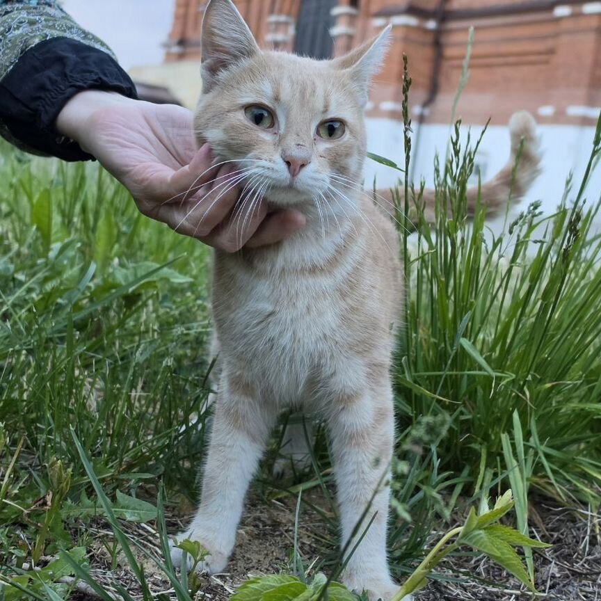 Котёнок в добрые руки