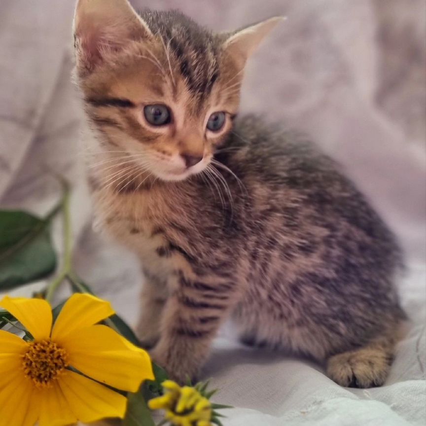 Тиграша мальчик 1.5 мес