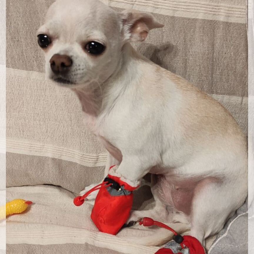 Ботинки для собак средних пород