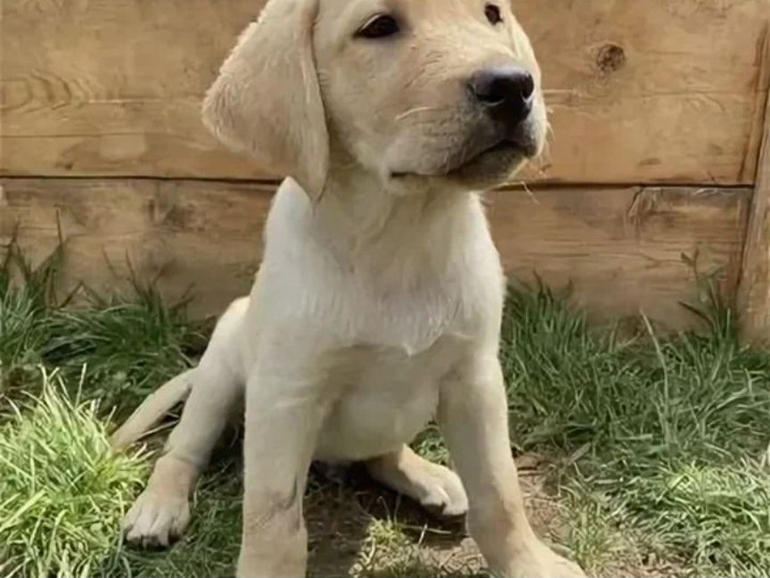 Щенки лабрадора