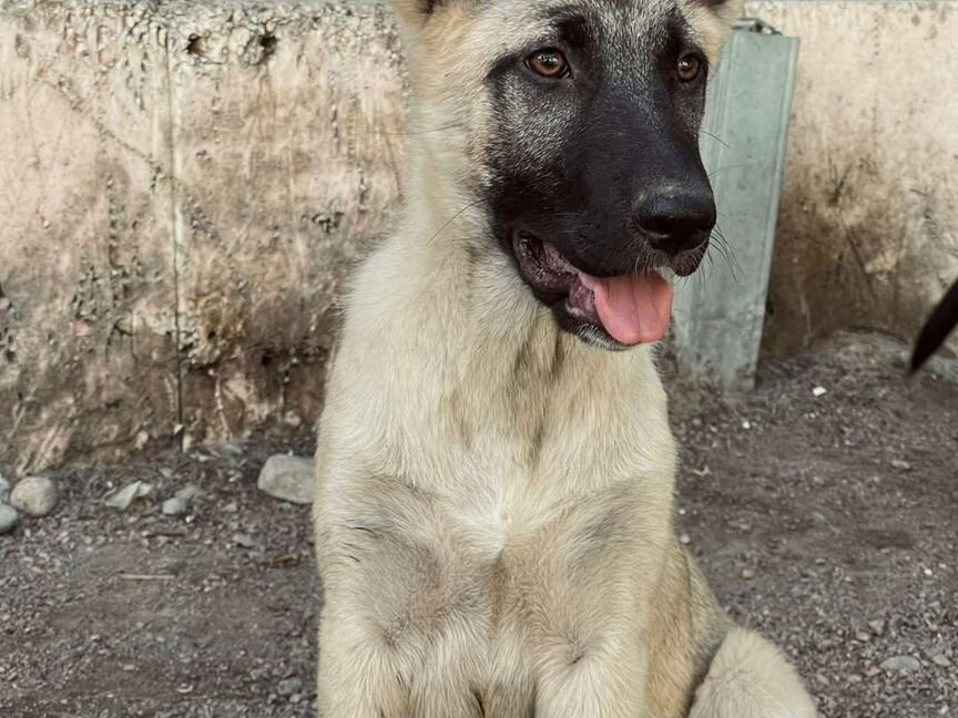 Щенок с мужским характером