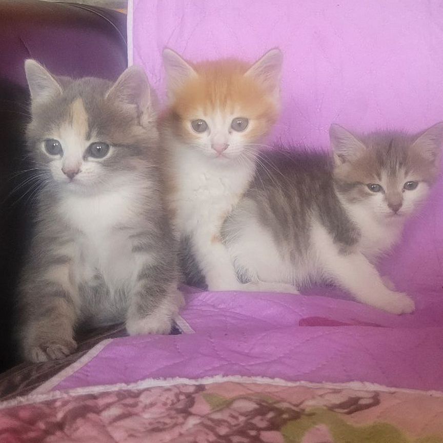 Котята в добрые руки