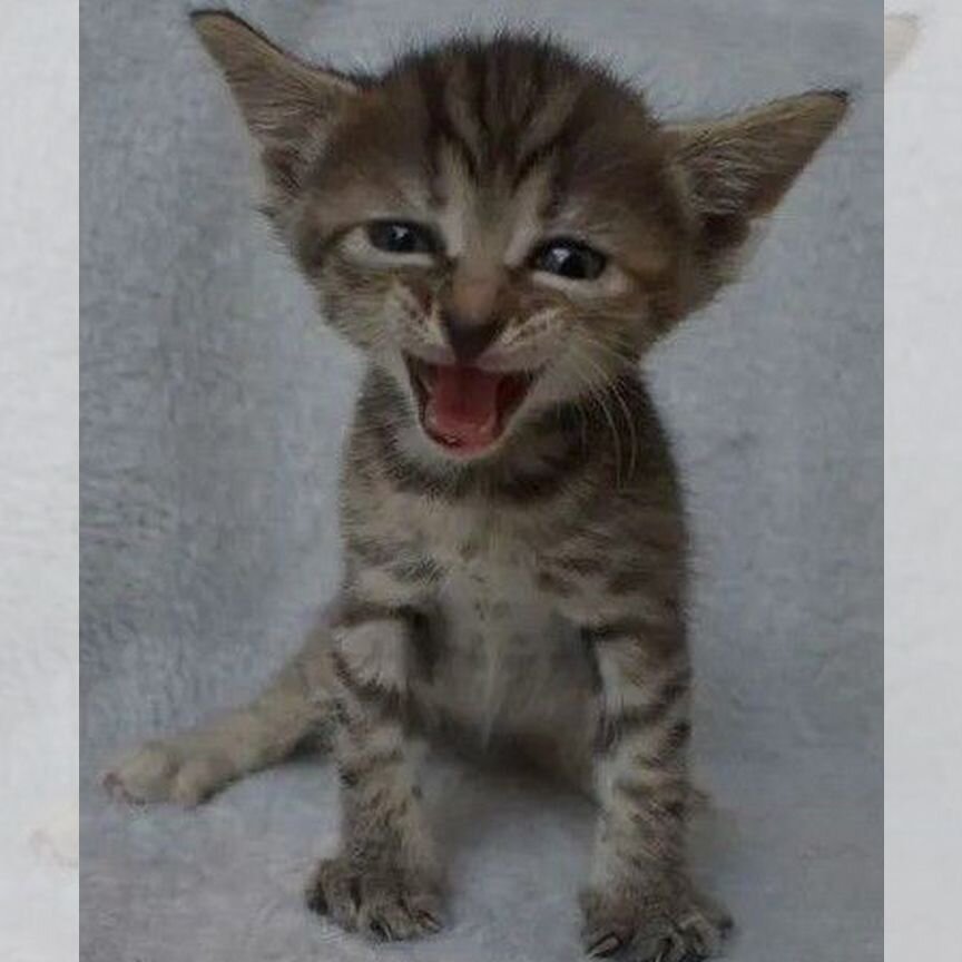 Котята бесплатно