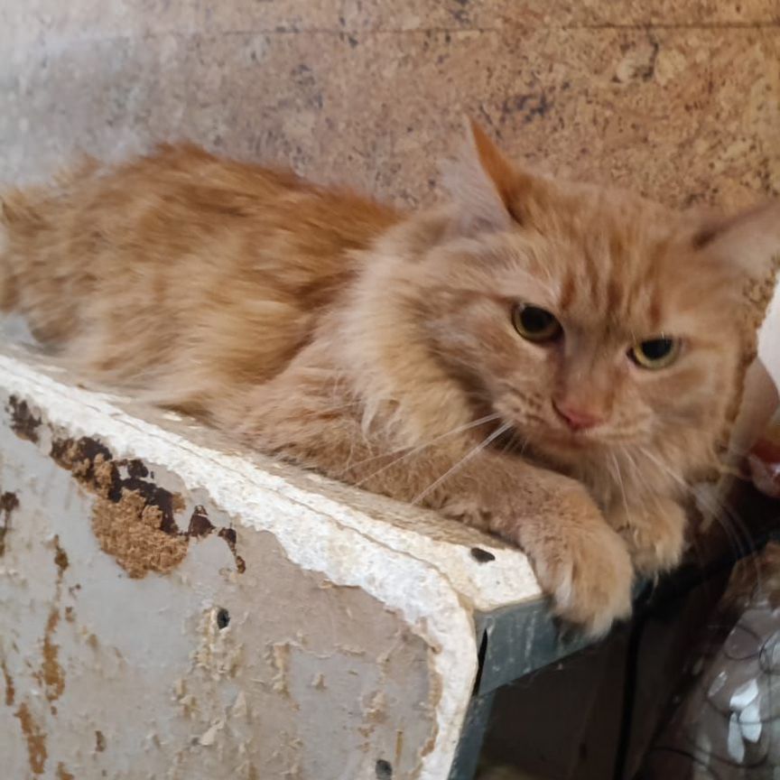 Кошки в добрые руки
