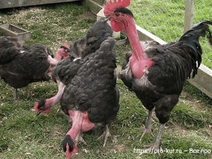 Продам семью голошейных кур