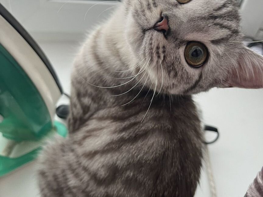 Отдам кота 6мес