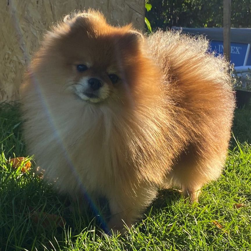 Померанский шпиц, вязка