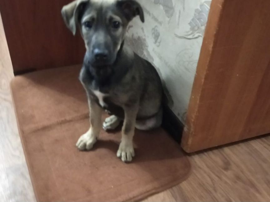 Щенок sos в добрые руки