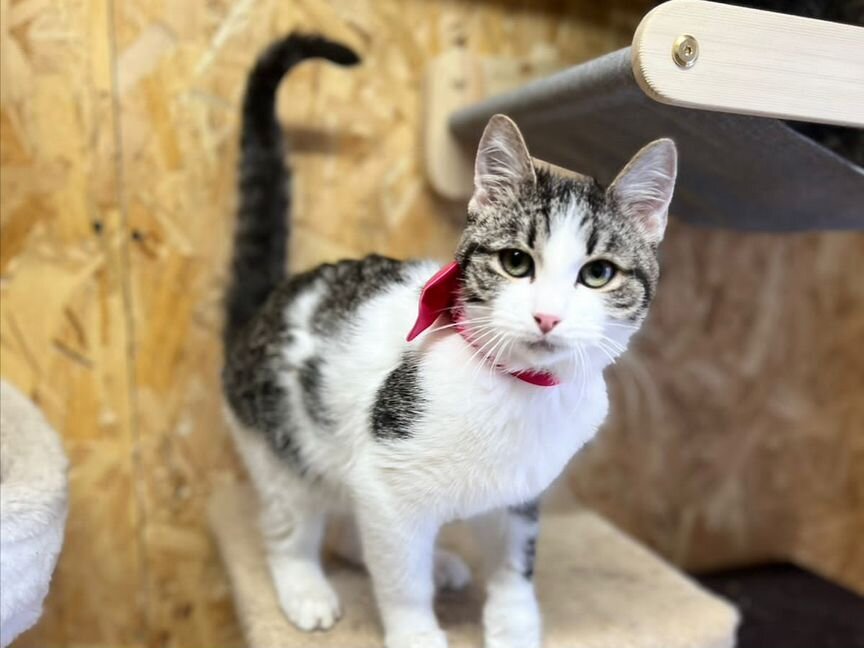 Ласковый котенок Рубик в добрые руки