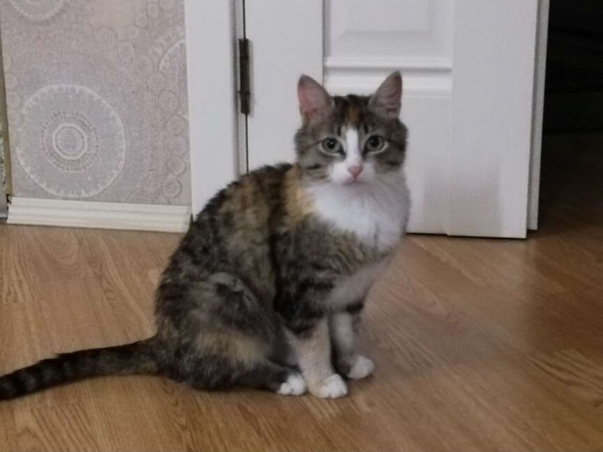 Красавица Дуся в добрые руки