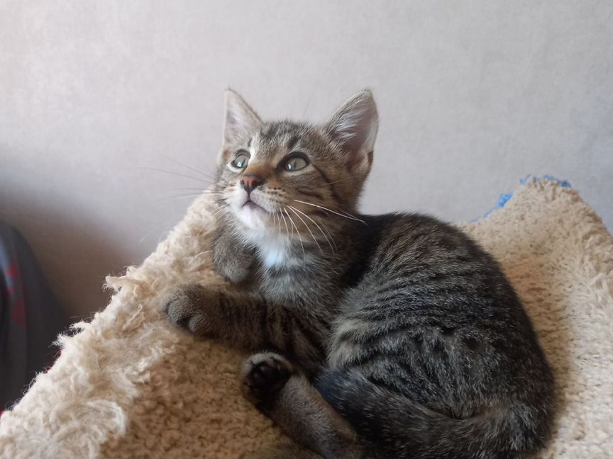 Котята бесплатно