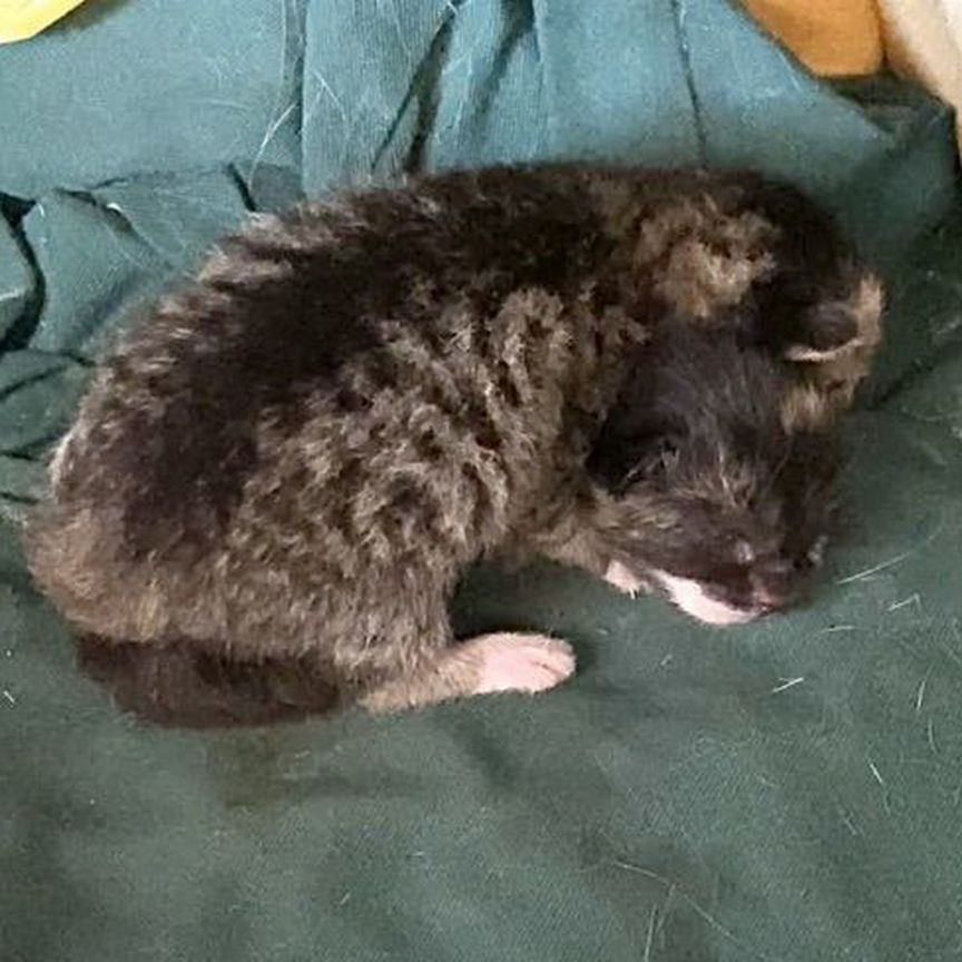 Новорожденные котята