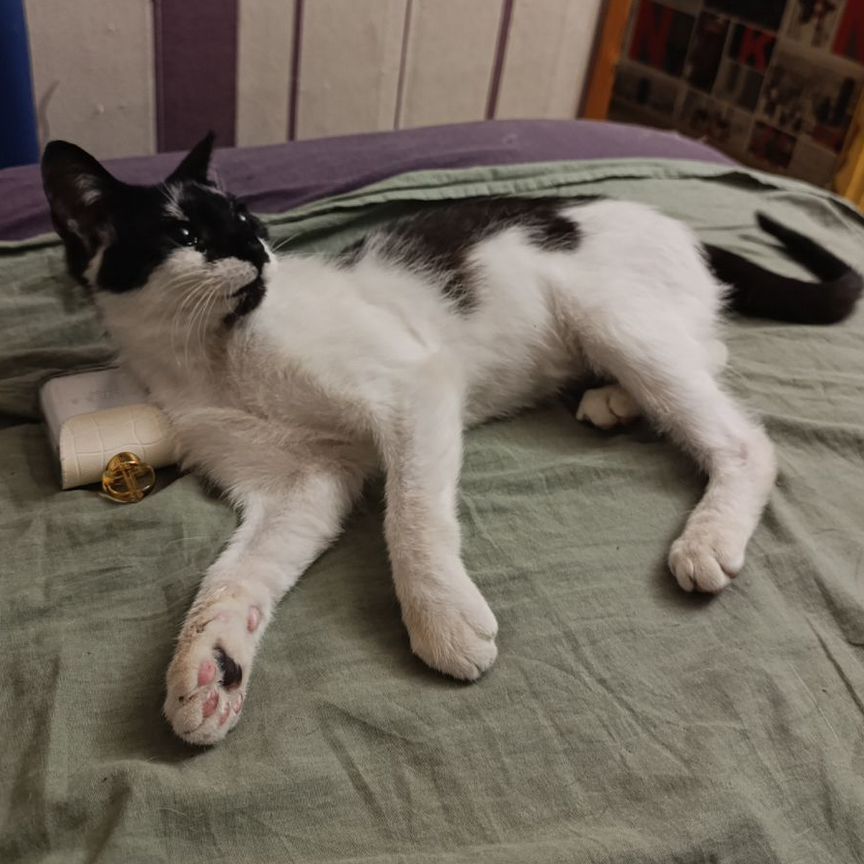 Котёнок в добрые руки