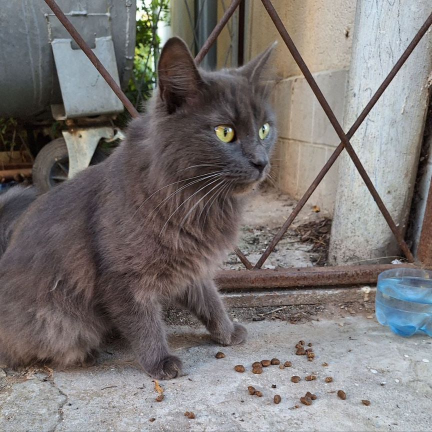 Кошка в добрые и любящие руки