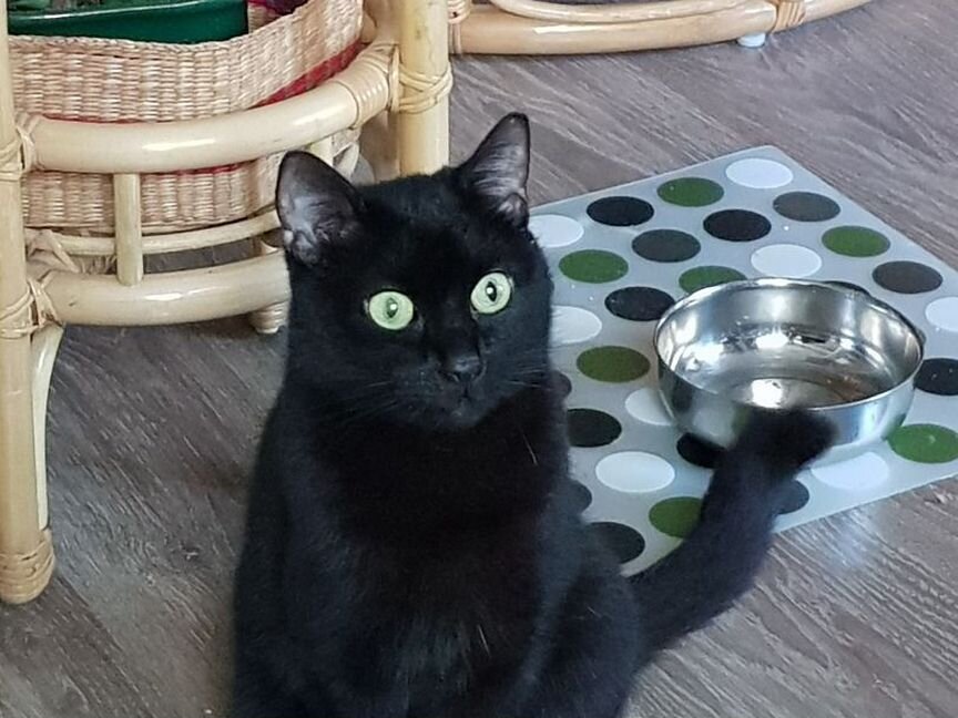 Кошка