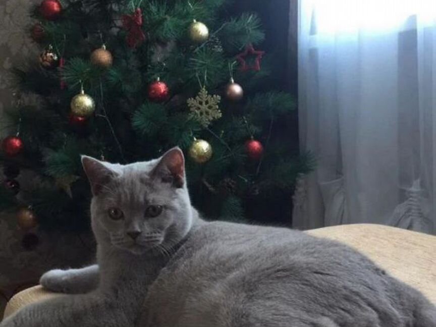 Кот Тэдди