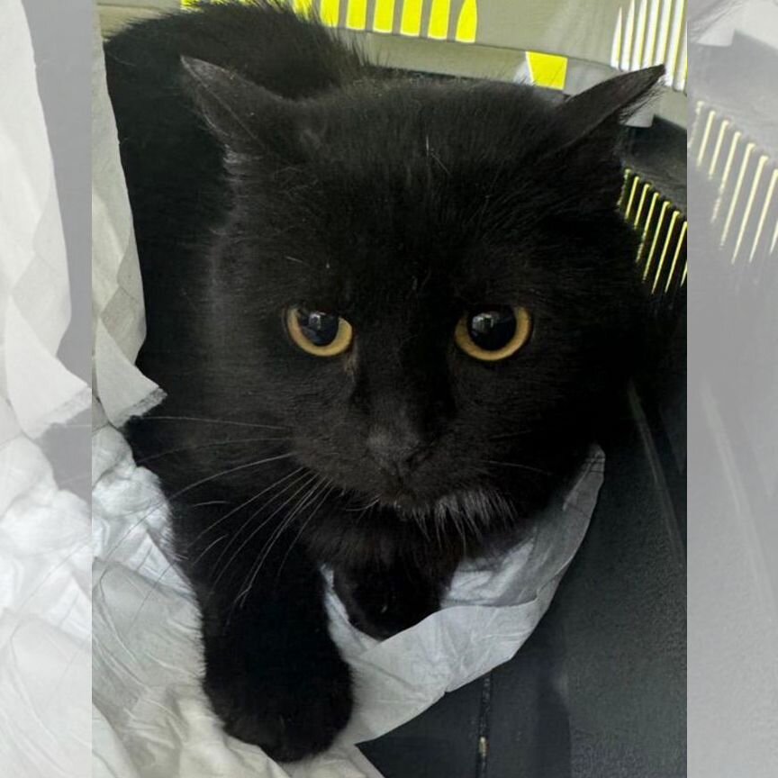 Котик Мартин