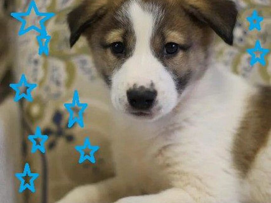 Бело-рыжие щенки в дар