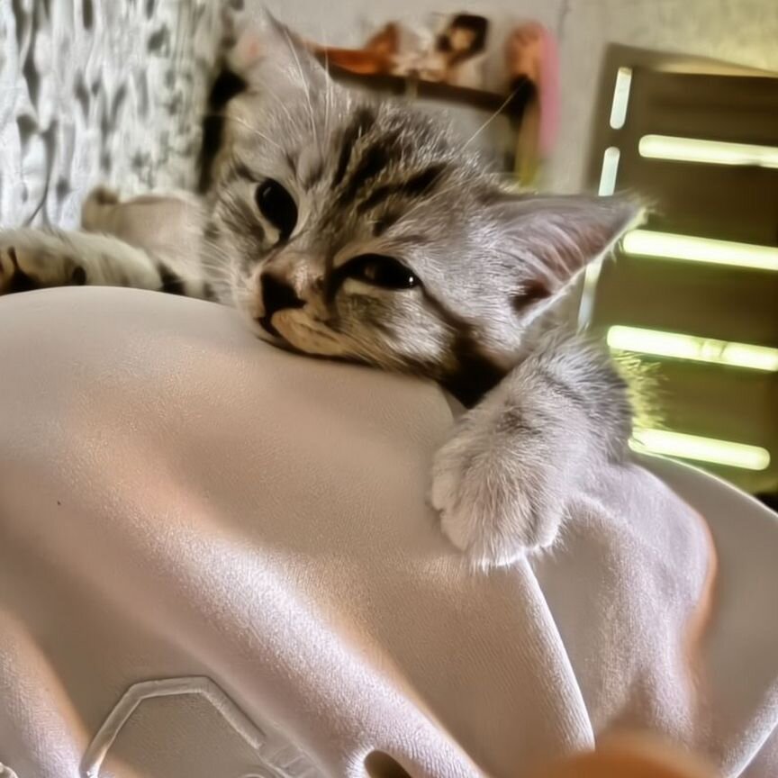 Шотландский вислоухий короткошёрстный котёнок