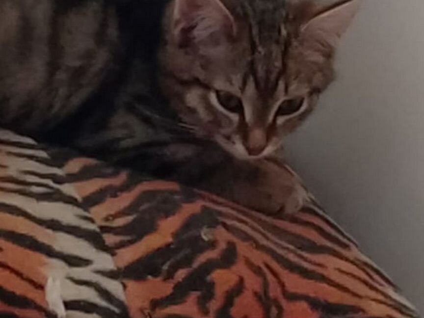 Котик 1,5-2 мес