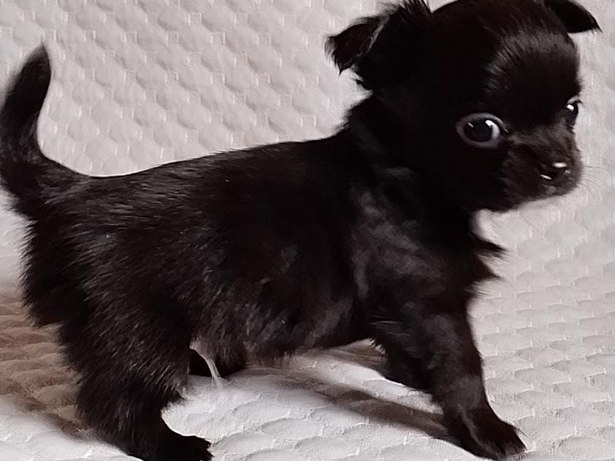 Чихуахуа длинношёрстные мальчики