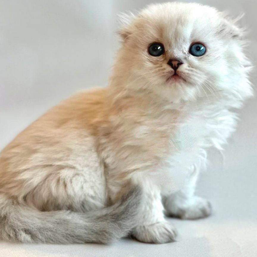 Шотландские котята шиншилла беби фейс