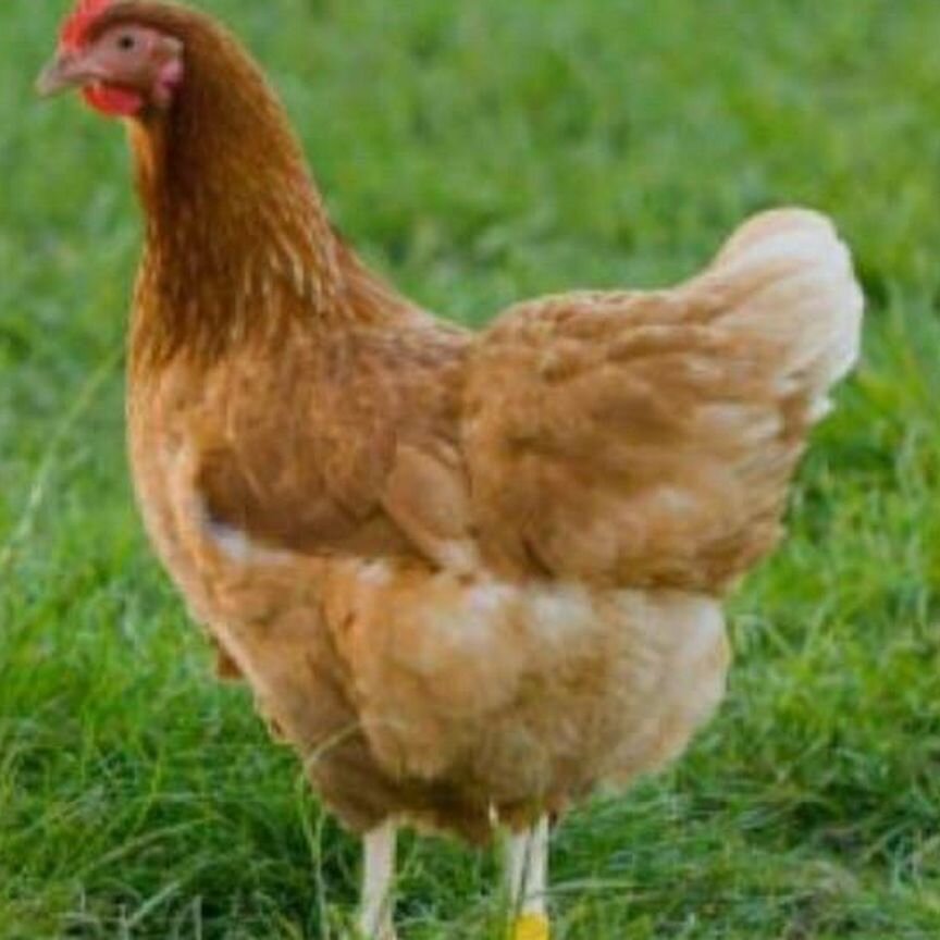 Куры несушки