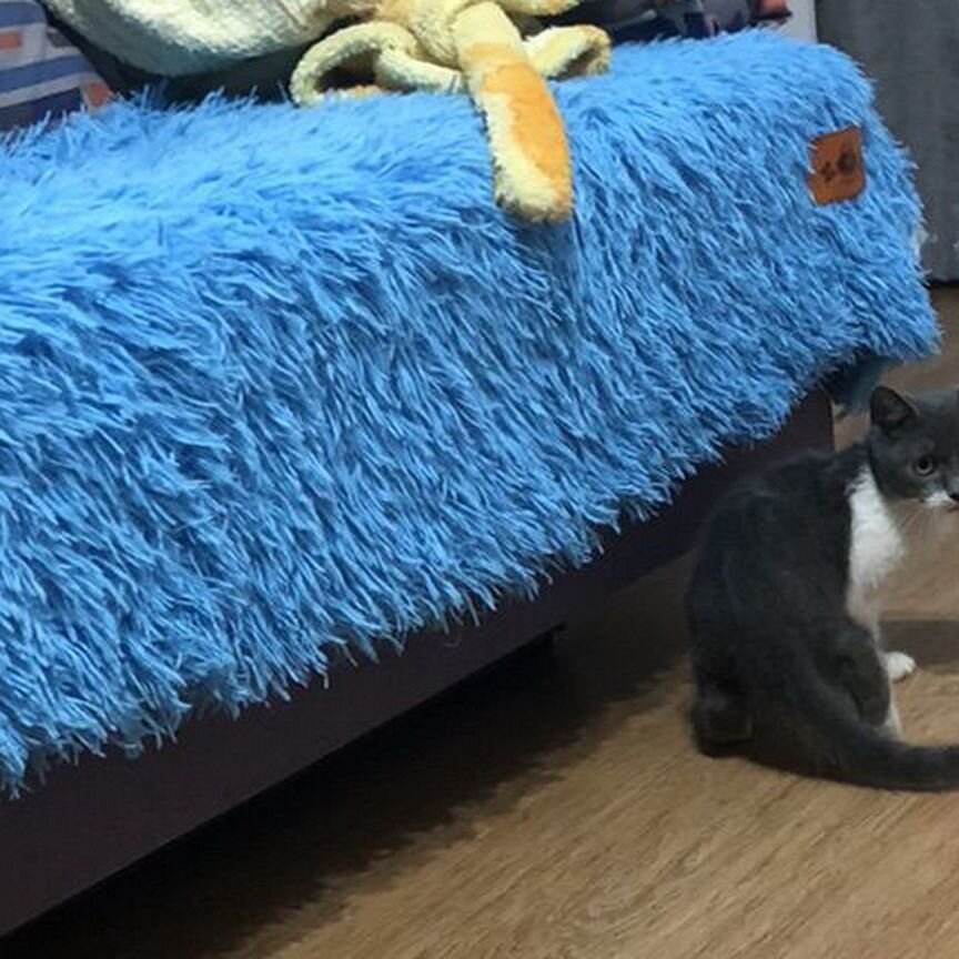 Домашние животные бесплатно