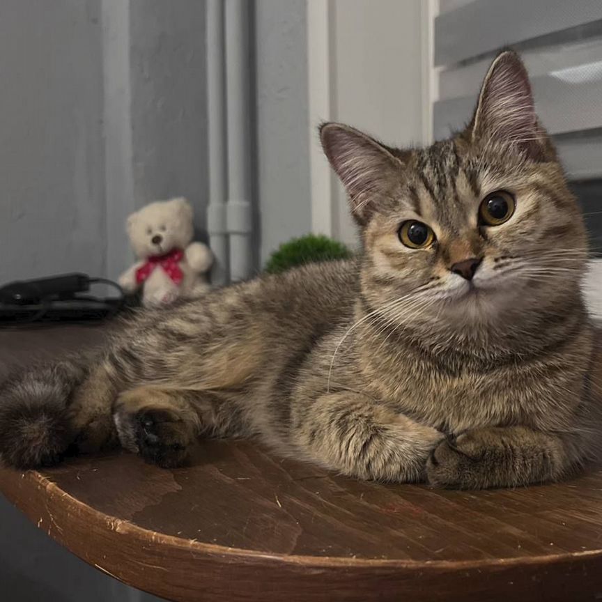 Мейн-кун котёнок