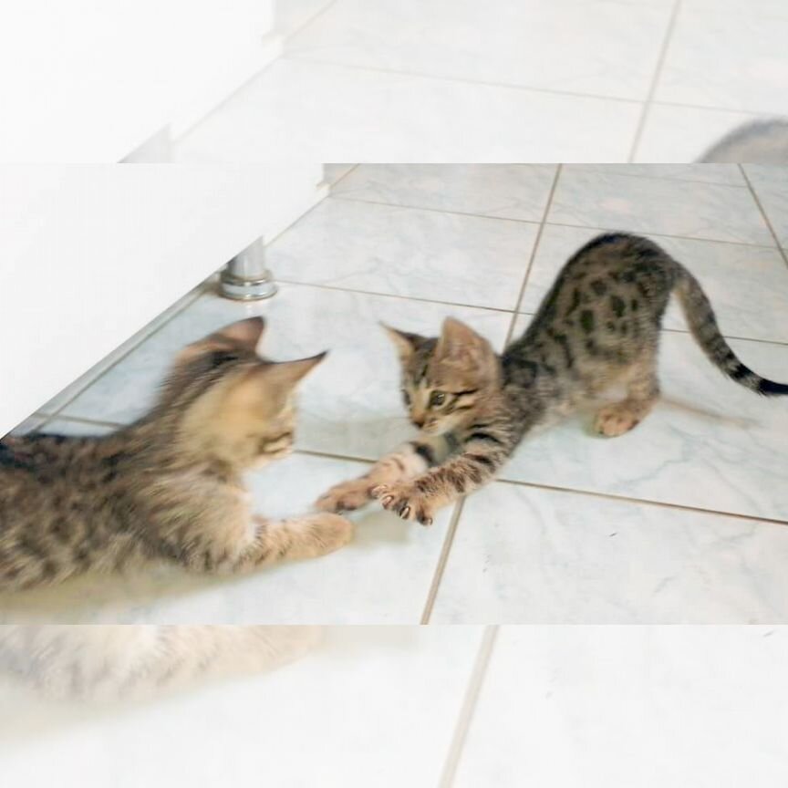 Котята