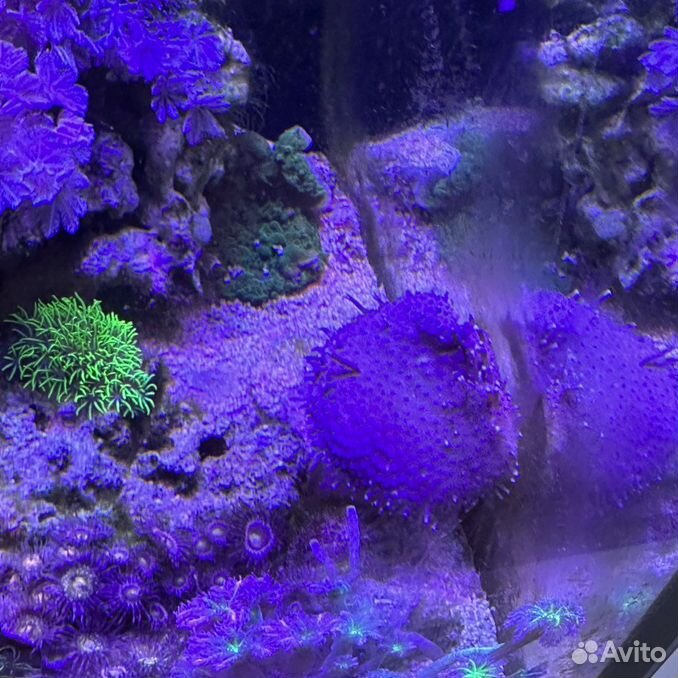 Живые кораллы