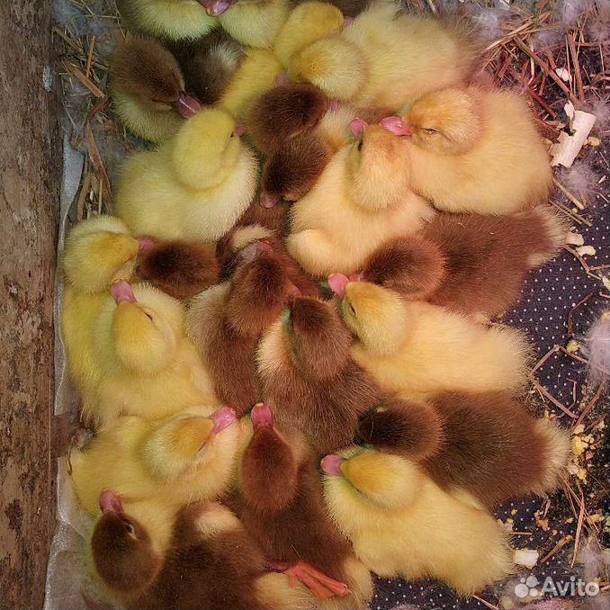 Мускусные утята индоутки