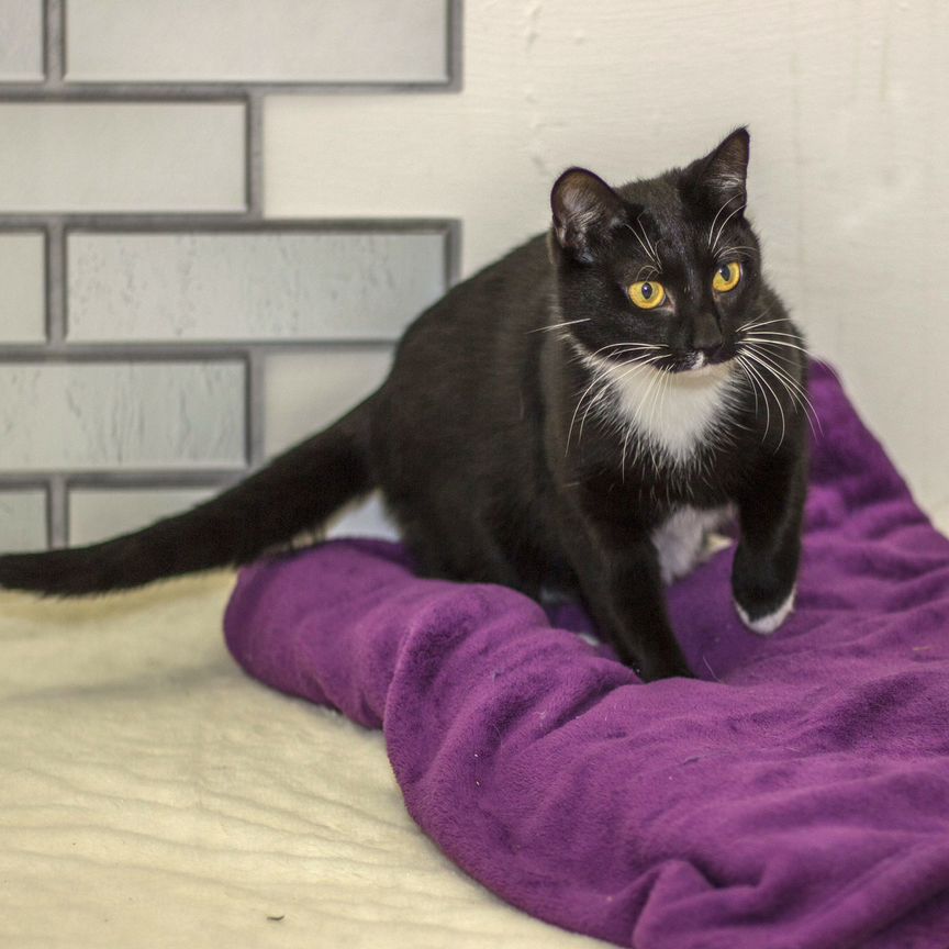 Кошечка в поисках нового дома