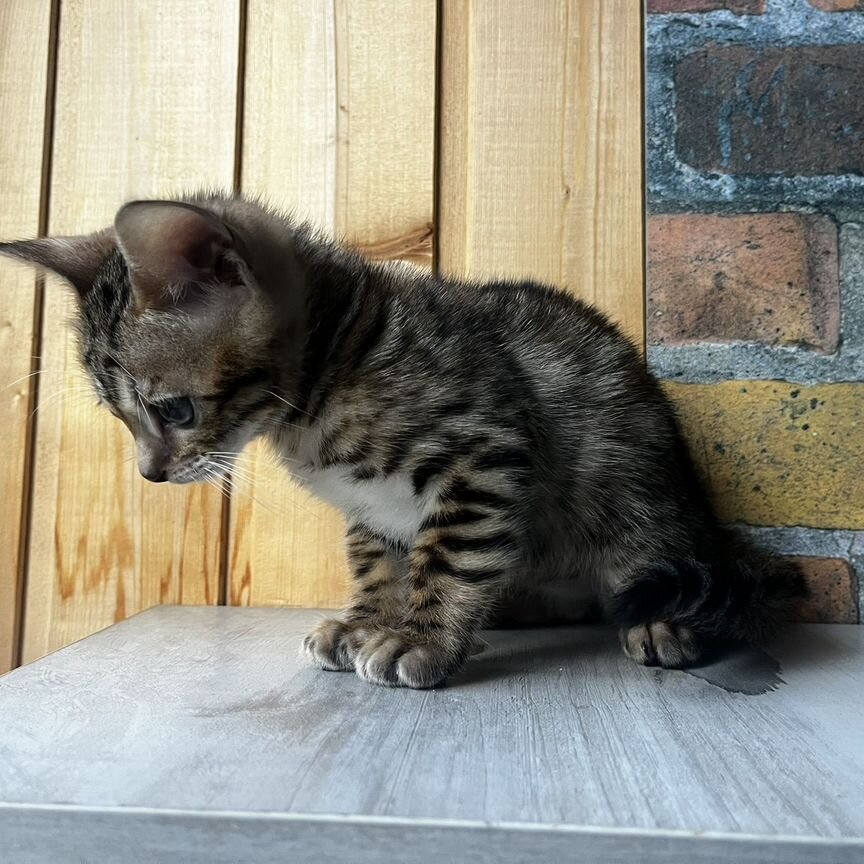 Котенок мальчик бенгал