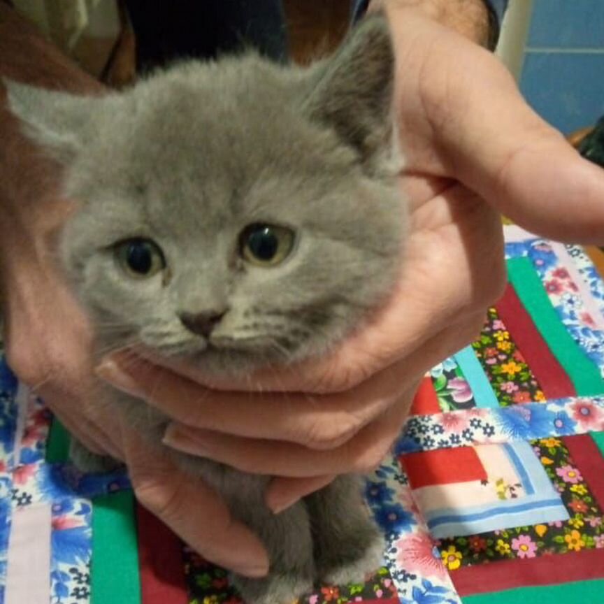 Котёнок в добрые руки