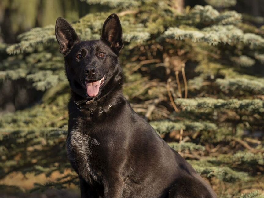 Собака в добрые руки