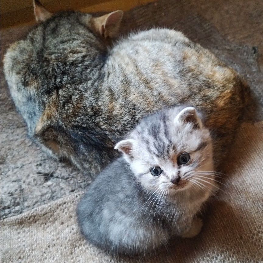 Котенок ищет дом