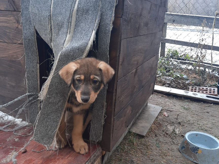 Щенки в добрые руки