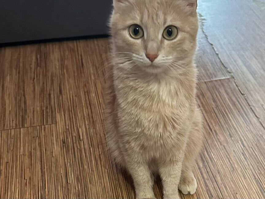 Кошка Персея ищет дом