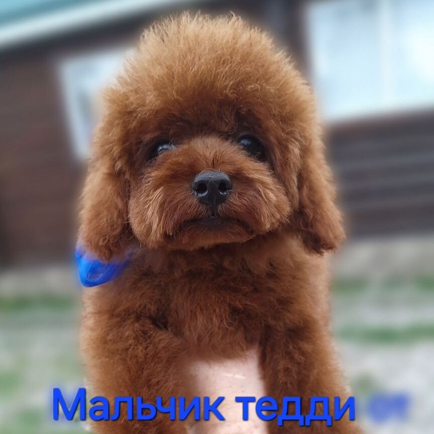 Той-пудель, щенок