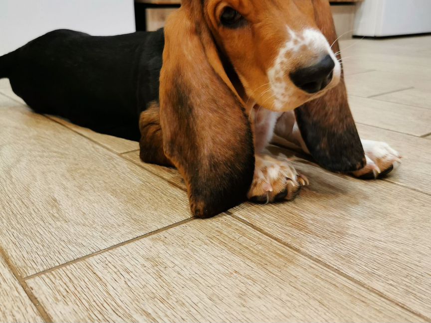 Щенок бассет-хаунд