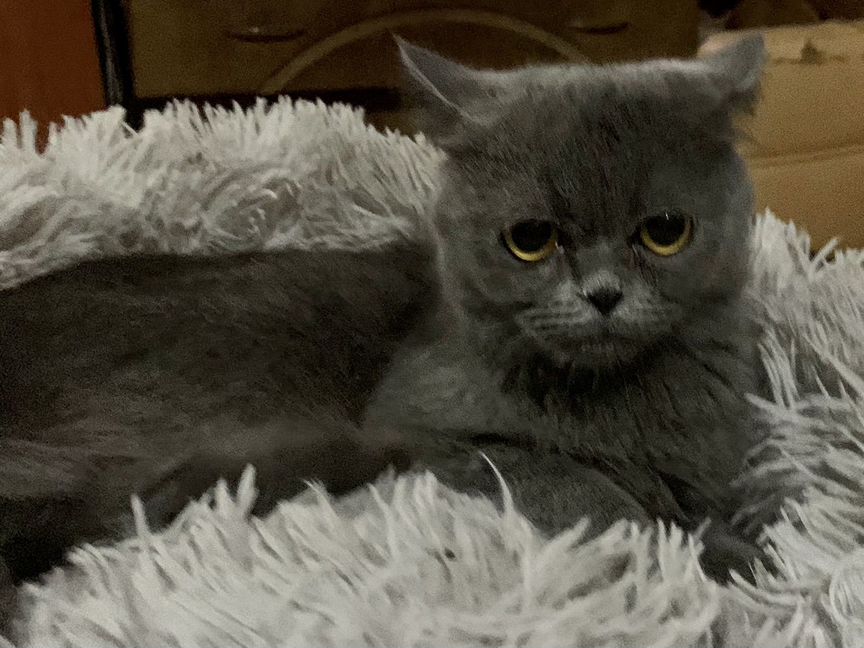 Шотландские