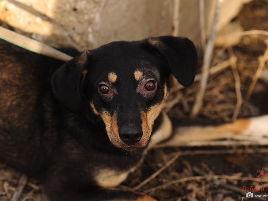 Собака в добрые руки