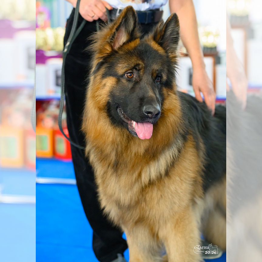 Немецкая овчарка, вязка