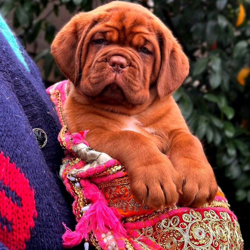 Бордоский дог, щенок