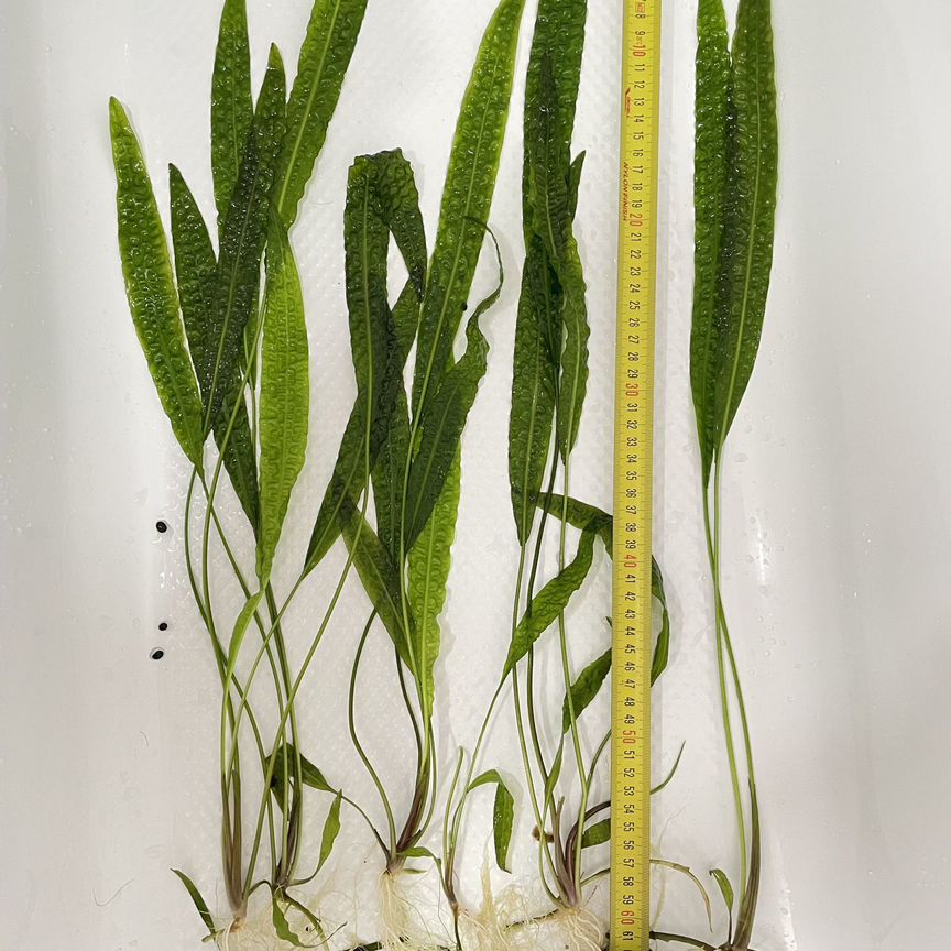 Аквариумные растения