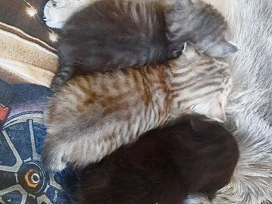Котята в добрые руки