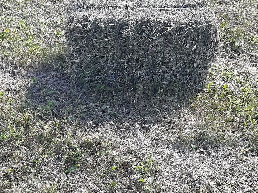 Сено в брикетах