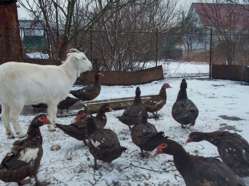 Индоутки порода Красный бык