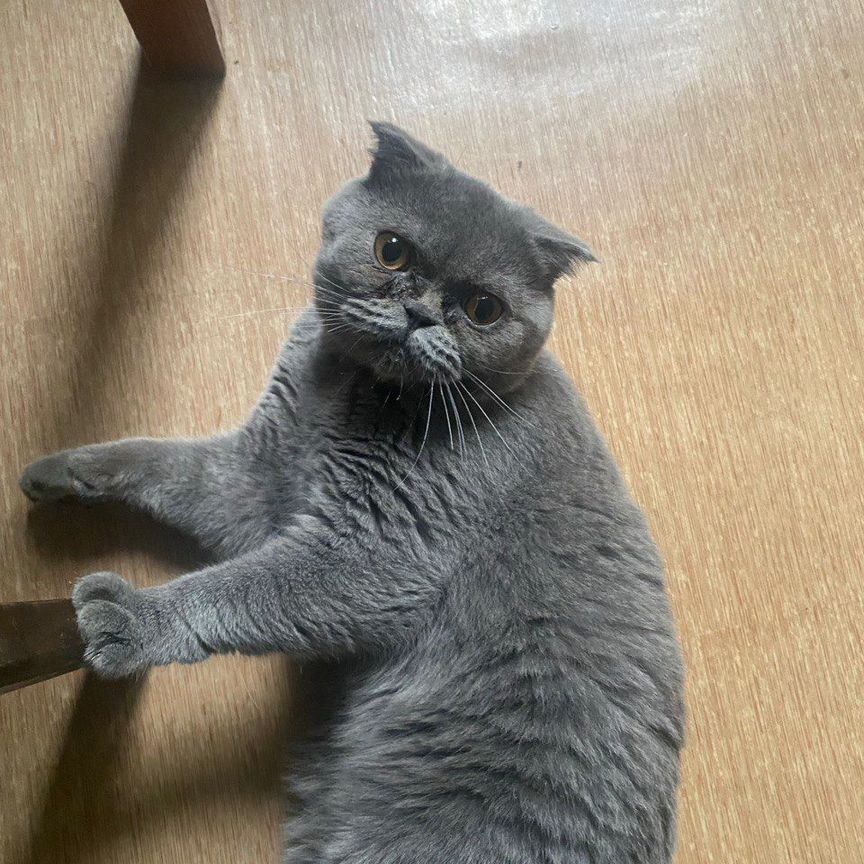 Британский кот в добрые руки